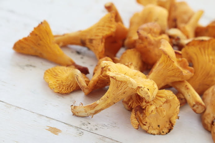 Kantareller - Allergia